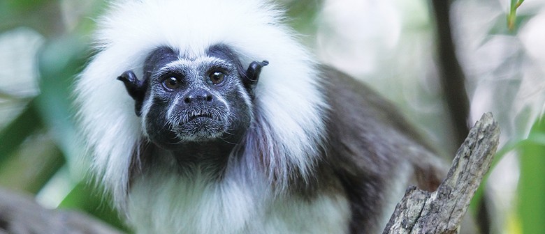 Celebrate With the Primates - Perth - Eventfinda